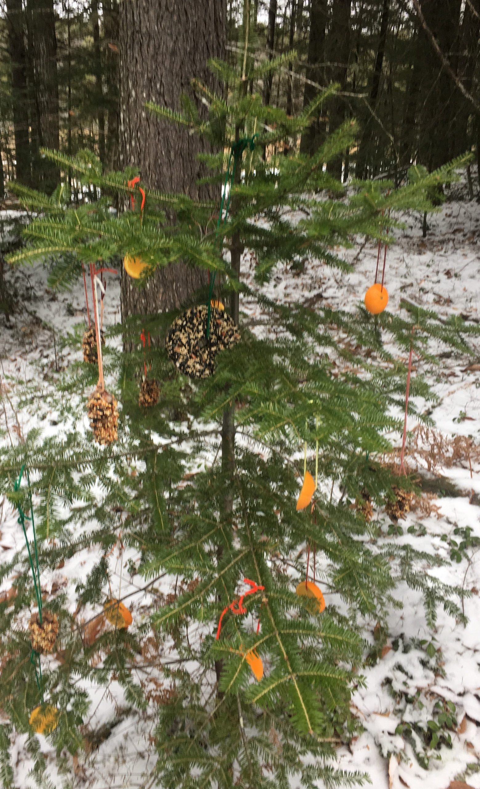 Maine Lakes Solstice Walk and Tree Decorating