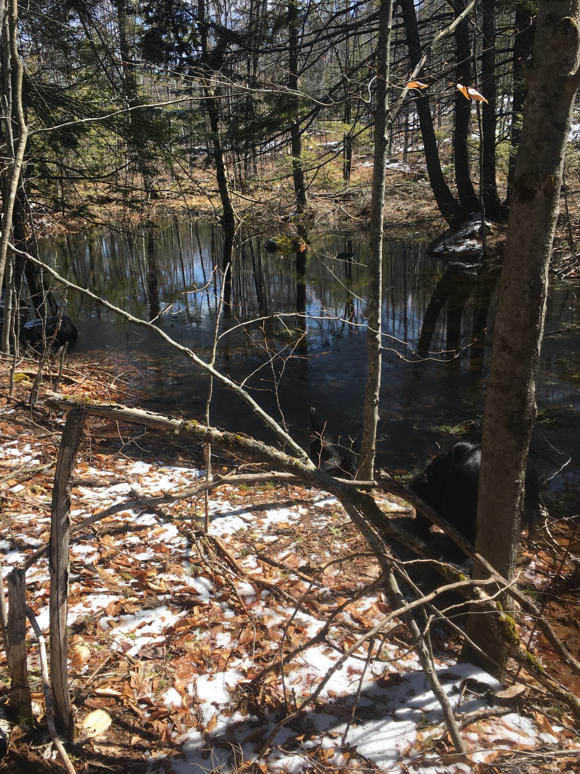 Maine Lakes Vernal Pool Presentation
