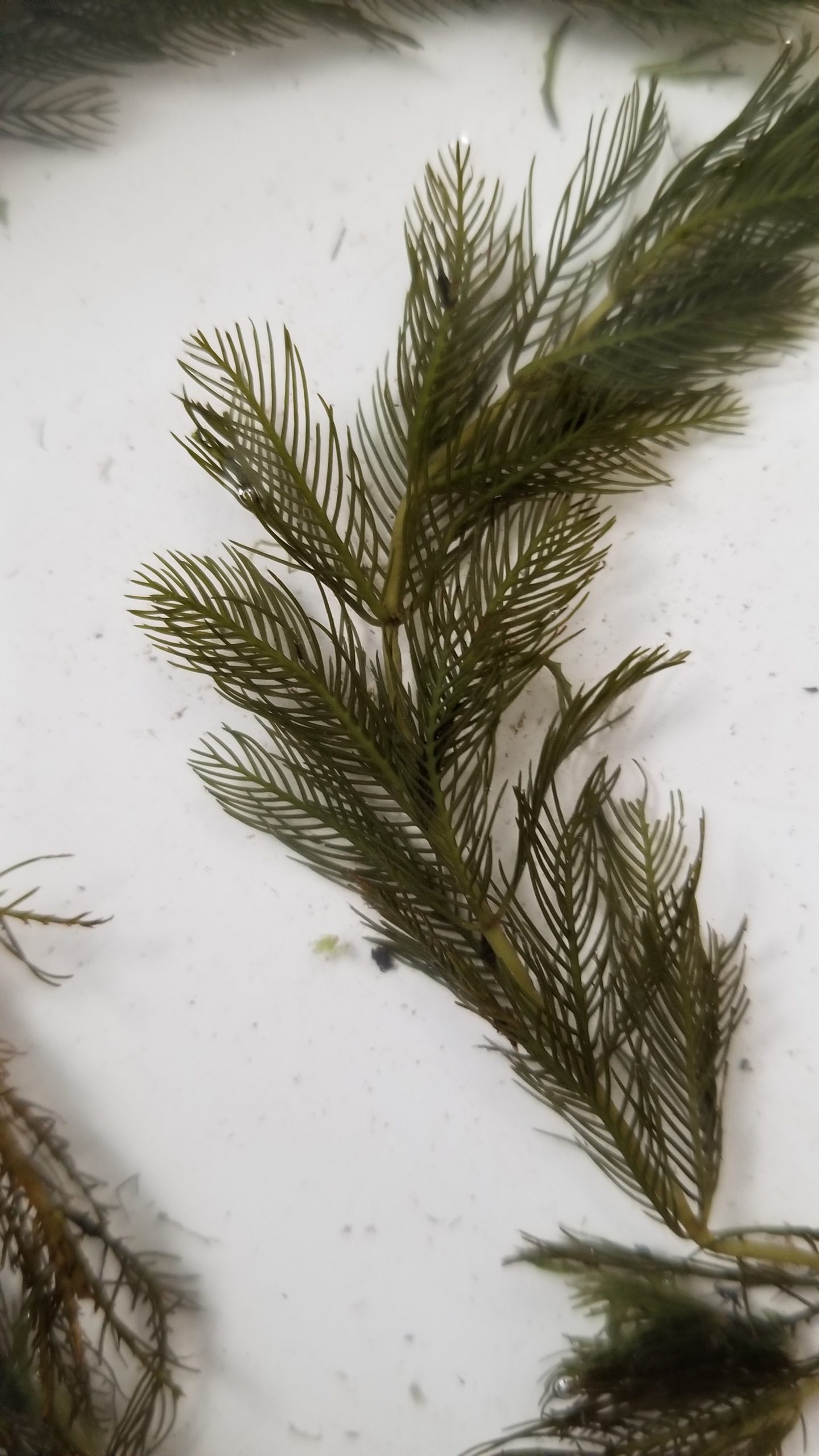 Maine Lakes Eurasian Watermilfoil