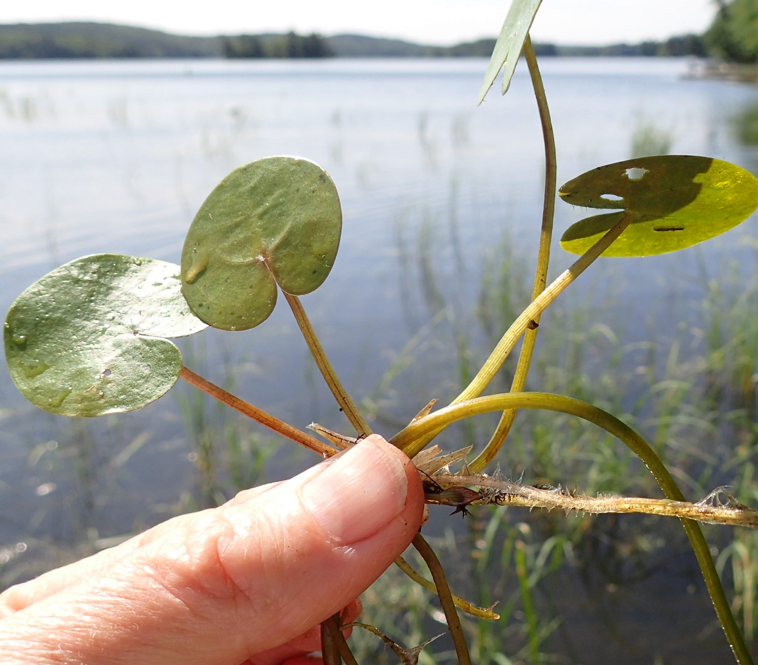 Maine Lakes European Frogbit