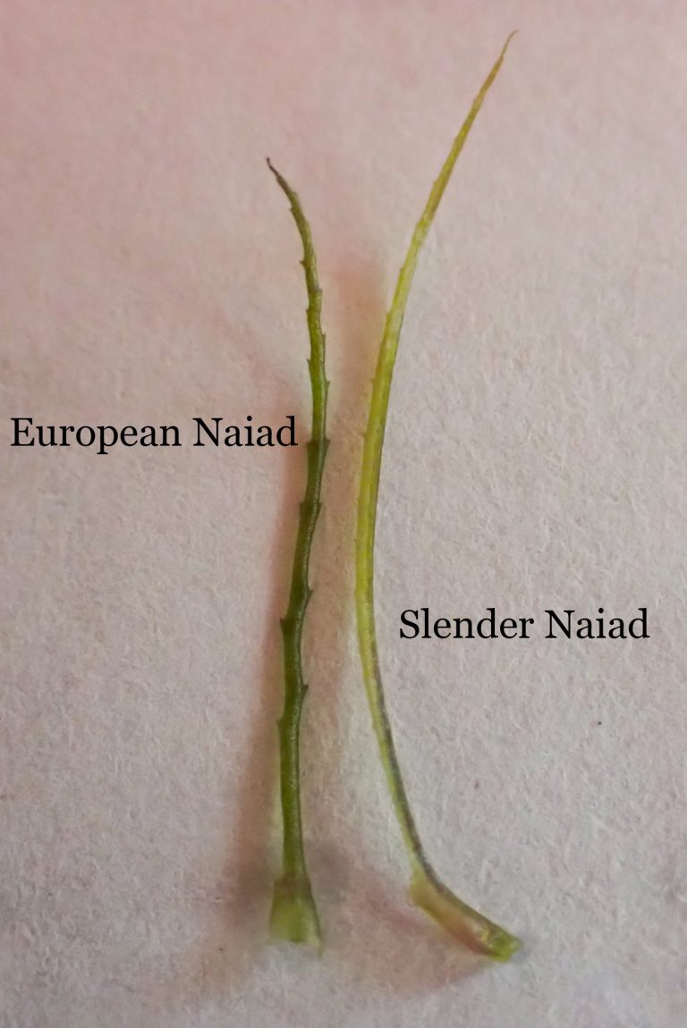 Maine Lakes European Naiad (Brittle Waternymph)