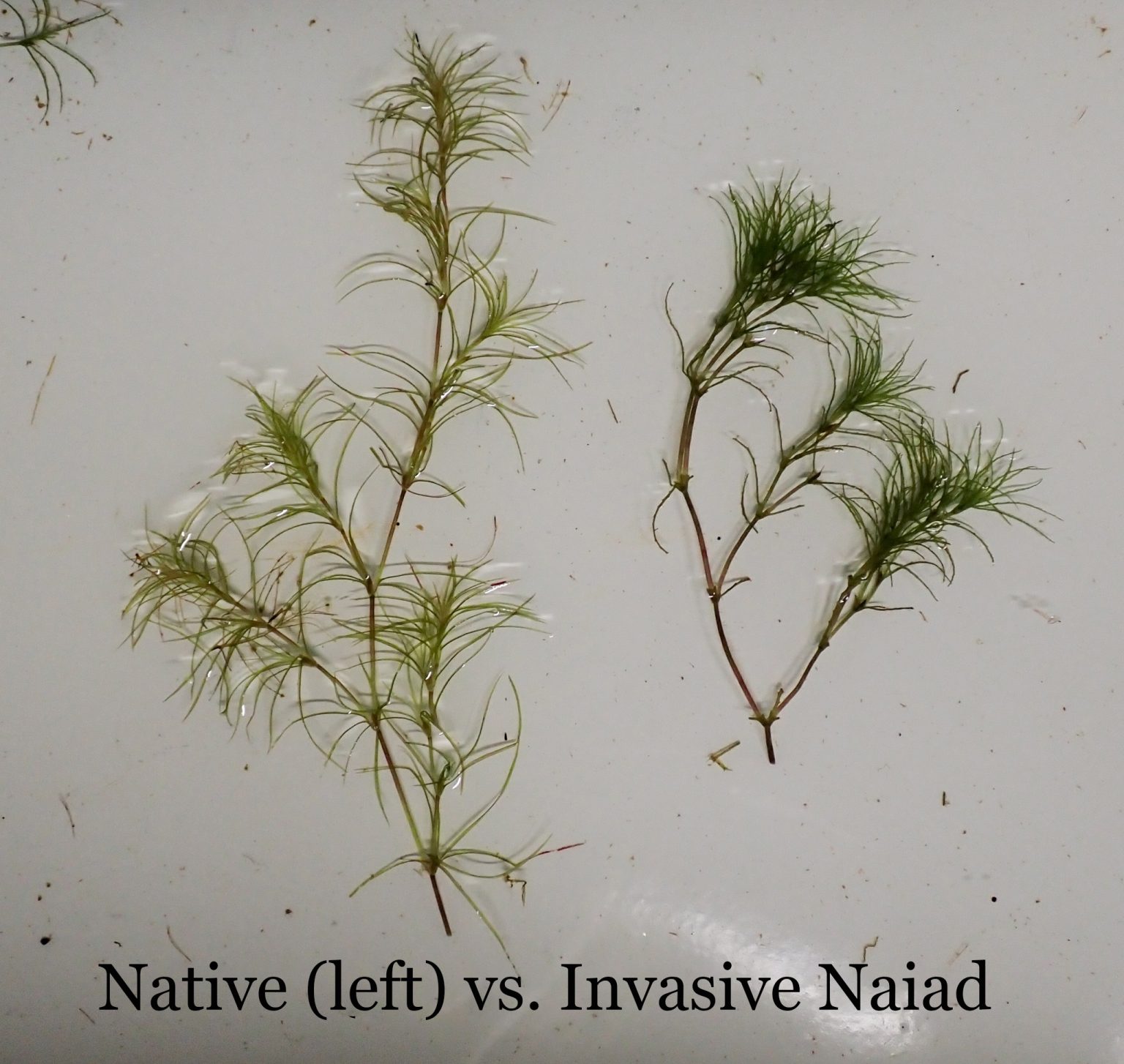 Maine Lakes European Naiad (Brittle Waternymph)