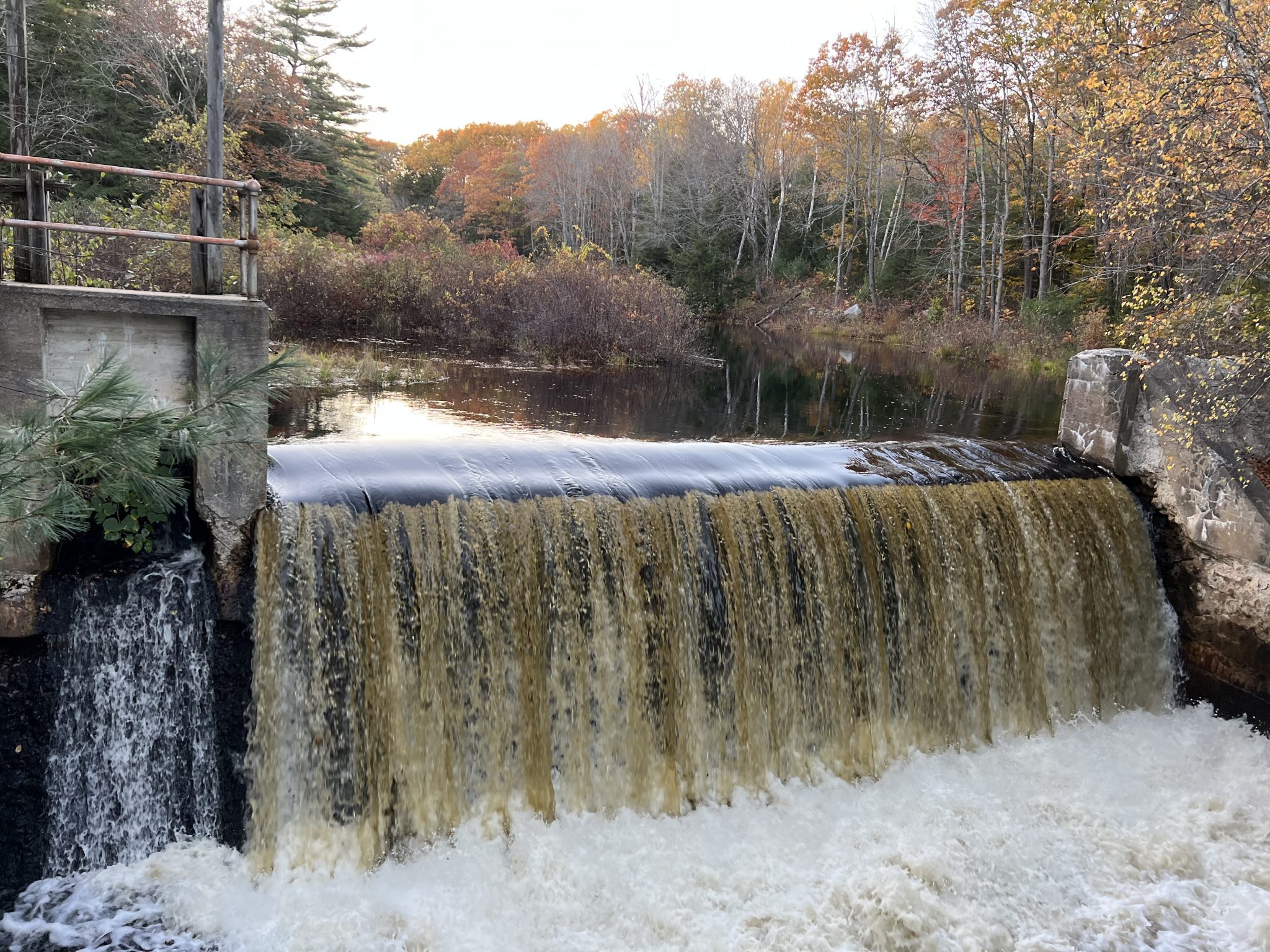 Maine Lakes Why is the water tea-colored?
