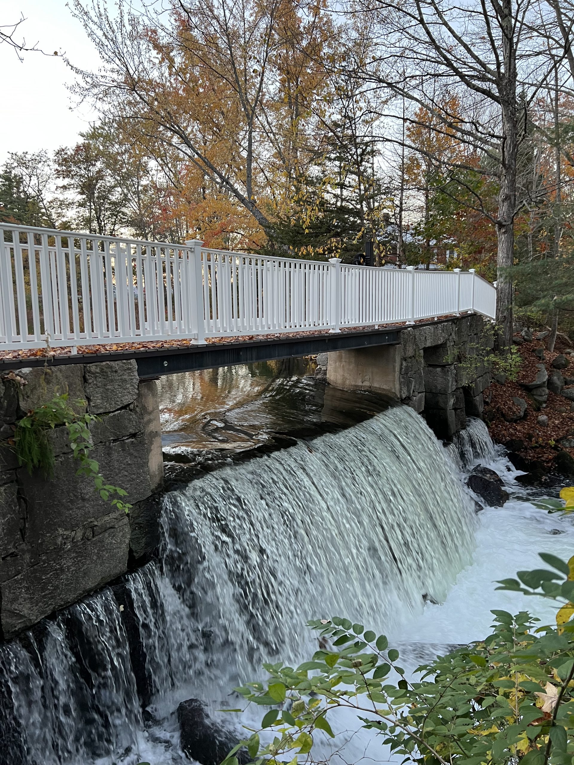 Maine Lakes Why is the water tea-colored?