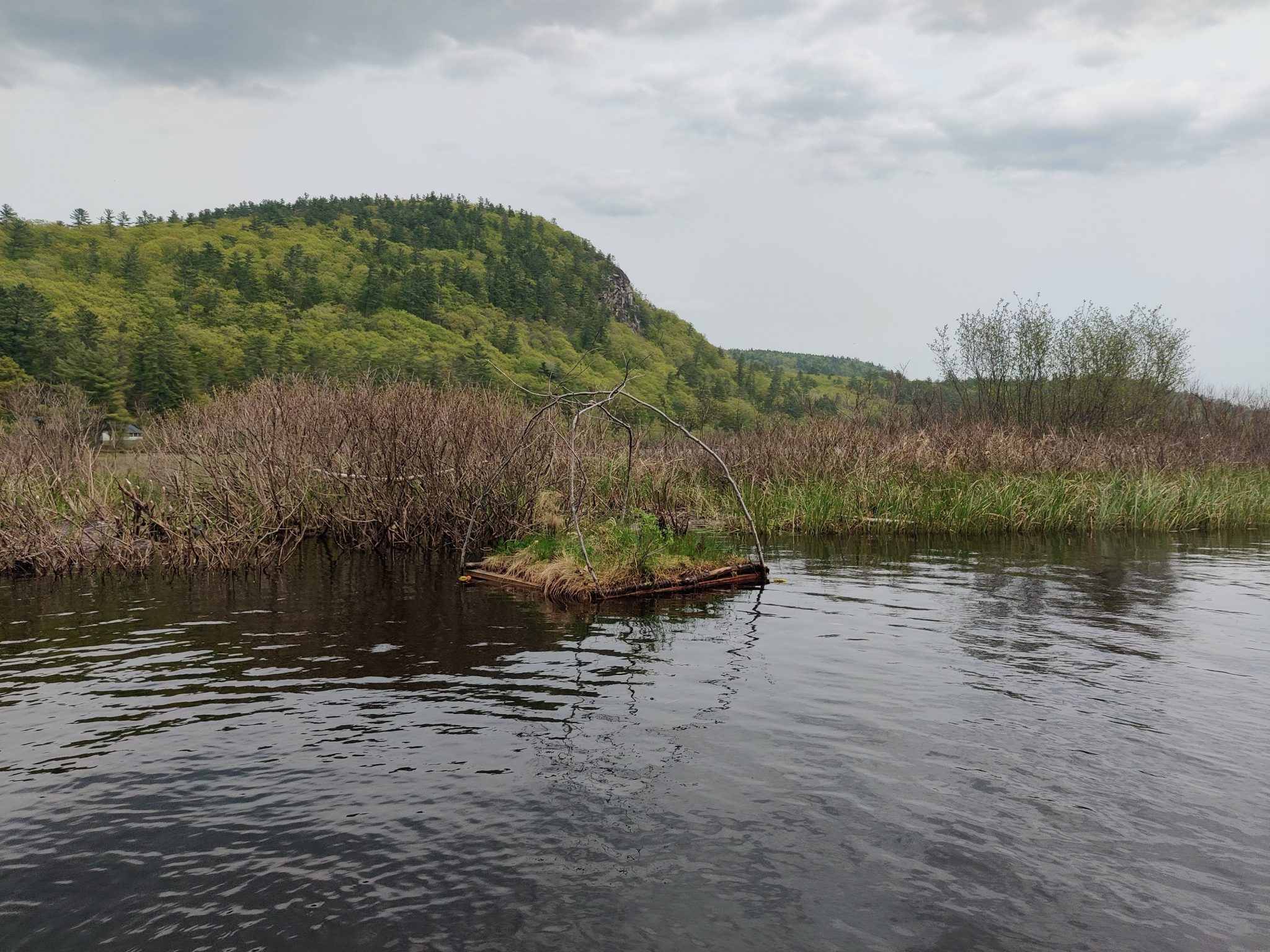 Maine Lakes Maine Loon Restoration Project