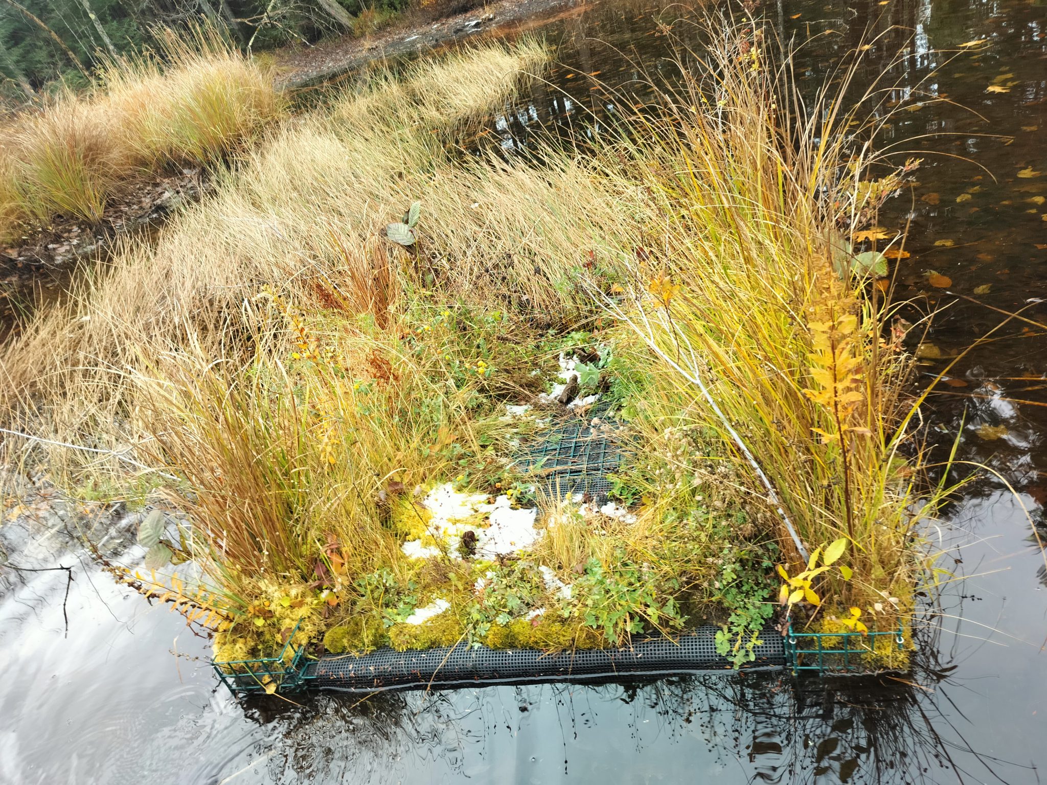 Maine Lakes Maine Loon Restoration Project